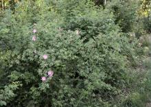 Swamp Rose - Rosa Pisocarpa – New Beginnings Garden